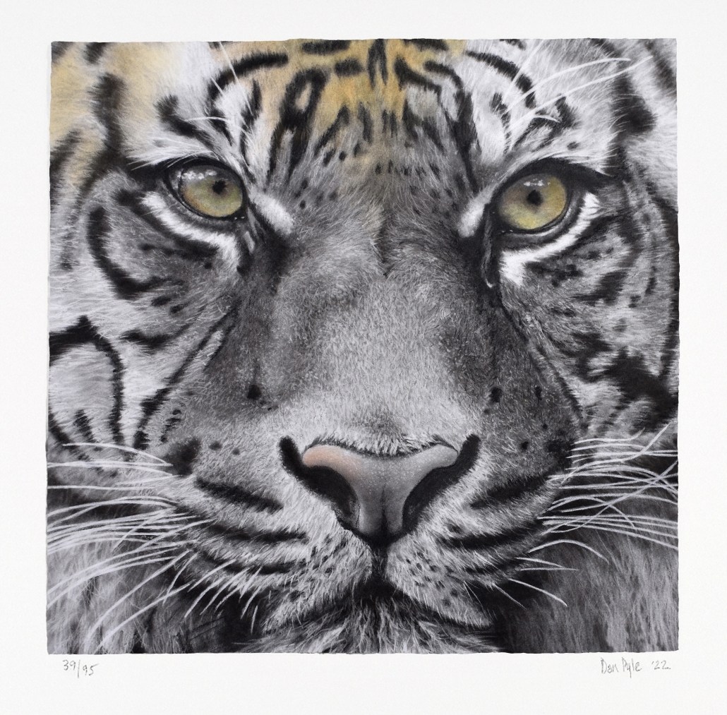 Dan Pyle | Eyes of the Tiger - Kunsthandlung / Galerie Bilder Fuchs in Fulda